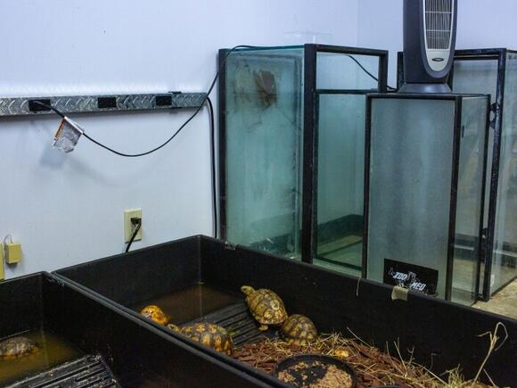 Box turtles. Coral. These illegally trafficked animals still need a ...