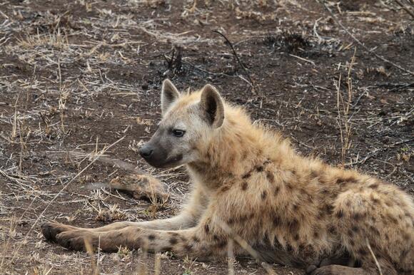 Here’s What Experts Say to Do If You’re Ever Surrounded by Hyenas ...