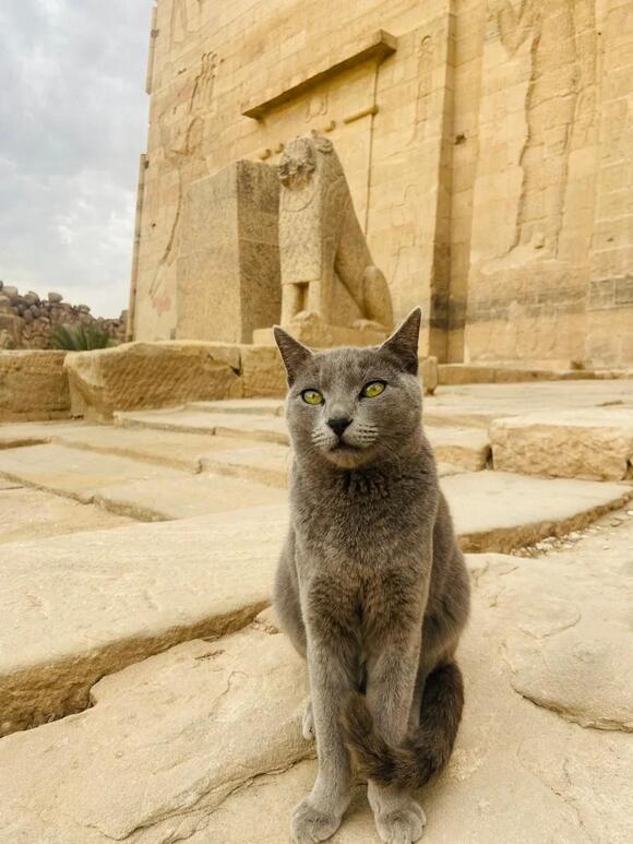 The Role of Cats in Ancient Egyptian Culture - NewsBreak