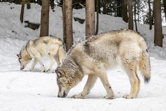 The Real Story: How Wolves Changed Yellowstone’s Entire Ecosystem ...