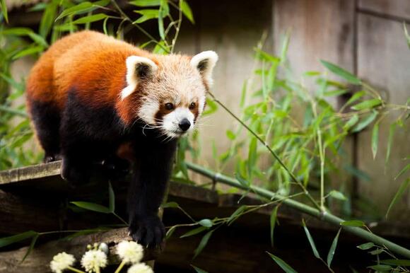 10 Differences Between Red Pandas and Giant Pandas - NewsBreak