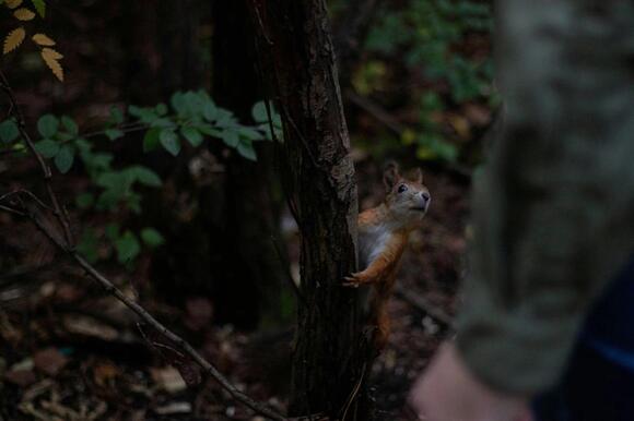 8 Animals You Can Hunt in Michigan All Year Long - NewsBreak