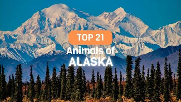 Top 21 Animals in The State of Alaska - NewsBreak