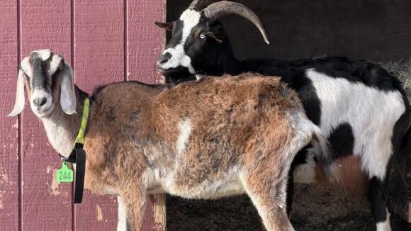 Animal sanctuary ‘Cloa’s Ark’ owner lawyers up after 300 animals seized ...
