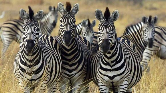 What Makes a Plains Zebra Different from a Mountain Zebra - NewsBreak