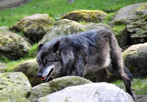 What Should You Do If You See a Wolf In Your Minnesota Backyard - NewsBreak