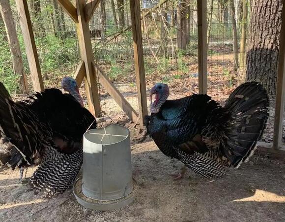 Everything You Need to Know About Missouri's Boo at the Zoo 2025 ...