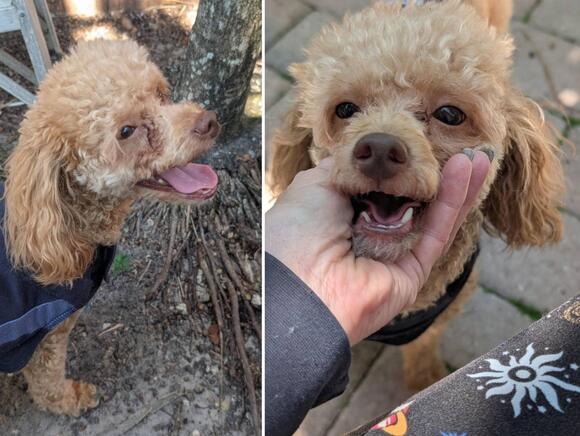 Local Rescue Seeks Forever Home For Sweet Miniature Poodle Ravi ...