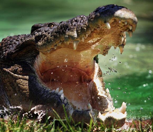 Rare Crocodile Bites Man At Famous New York Zoo - NewsBreak