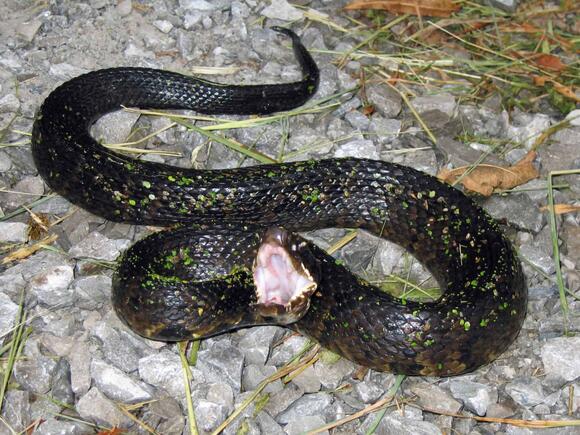 The Most Snake-Infested State Parks in Mississippi - NewsBreak