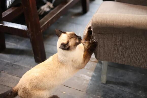You're Petting Your Cat Wrong: The Specific Spots That Are Secretly ...