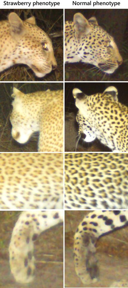 Rare "Strawberry" Leopard Spotted In Tanzanian Game Reserve For First Time