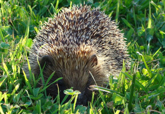The African Pygmy Hedgehog – A Nocturnal Charm in Miniature - NewsBreak