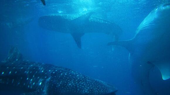 Best Places to Dive with Whale Sharks – Guaranteed - NewsBreak