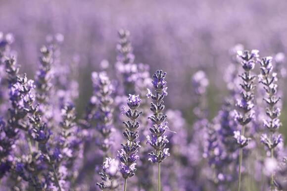 How Far Apart Should You Plant Lavender? The Spacing Tricks to Know for ...