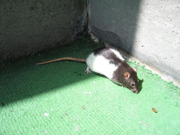 How Rats Laugh When Tickled — And Why They Might Be the Most Underrated ...