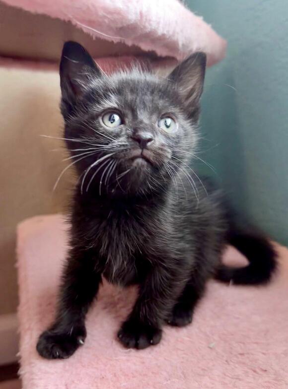 🐱 Playful Kittens and Sweet Cats Ready for Adoption in Modesto - NewsBreak