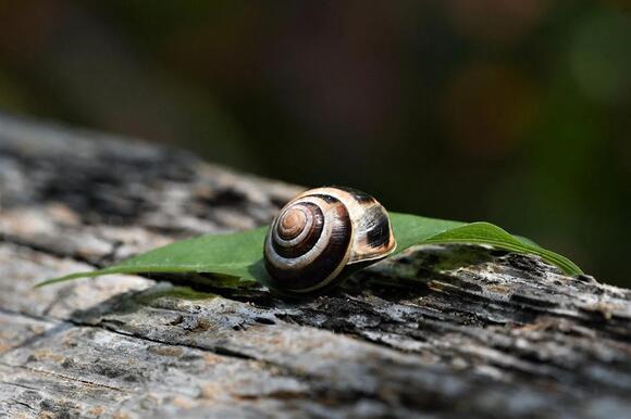 30 Animals That Use Tools: How Species Have Mastered the Art of Tool ...
