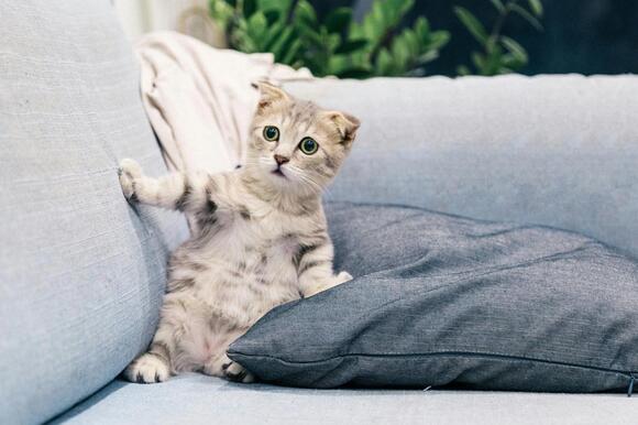 Here Are Some Fun New Jersey Cat Names And The Most Popular In The ...