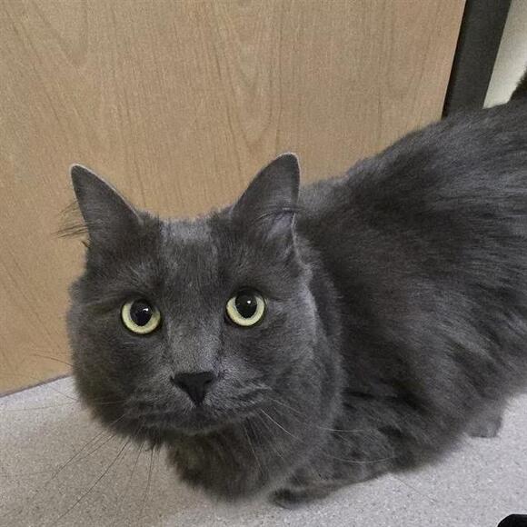 🐱 Playful, Shy & Loving Cats Ready for Adoption in Denver - NewsBreak