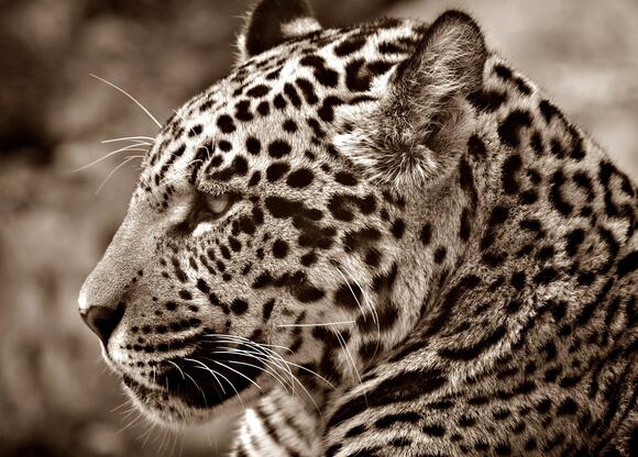 10 Big Cats With the Most Striking Fur Patterns - NewsBreak