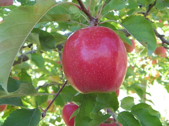 $700K State Funds Boost New Apple Plant in Sunnyside - NewsBreak