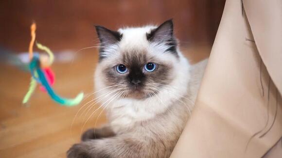 9 Cat Breeds That Never Leave Your Side (And 9 That Value Their ...