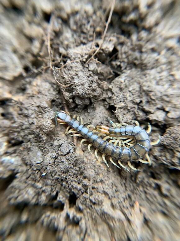 6 Centipedes Found in Ohio: Complete Identification Guide - NewsBreak