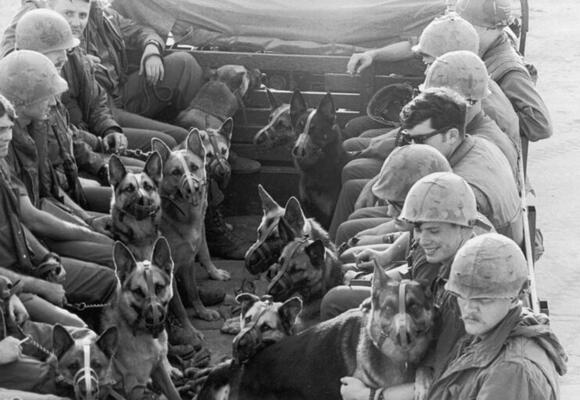 Thousands of war dogs assisted American soldiers with tracking during ...