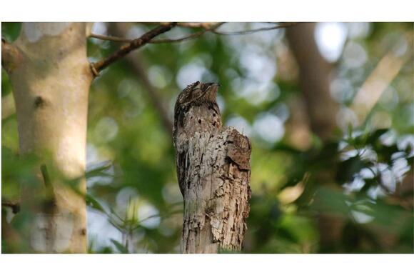 Top 10 Most Bizarre Creatures Found In The Amazon - NewsBreak
