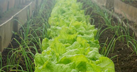 12 Signs That Mean Your Lettuce Has Root Rot - NewsBreak