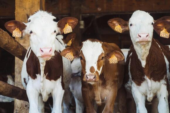 How Factory Farming Affects Wild Animal Populations and Biodiversity ...
