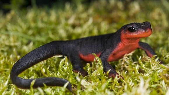 12 Animal Species That Can Regrow Lost Body Parts - NewsBreak