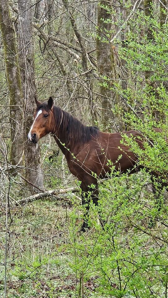 Sheriff's Office reports missing horse in Lafayette County - NewsBreak