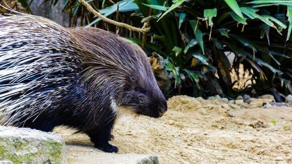 Why Porcupines Don’t Shoot Their Quills (But Still Defend Themselves ...