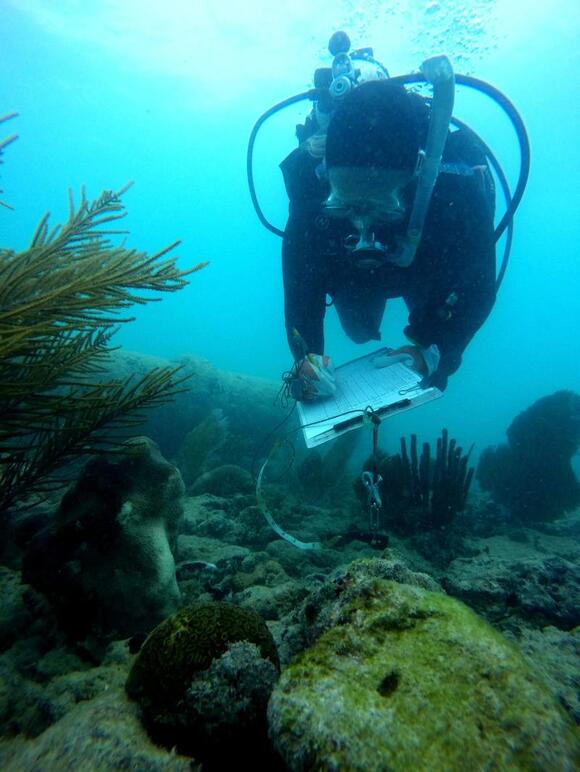 The Self-Healing Coral Reefs: How Nature Is Restoring Itself Against ...