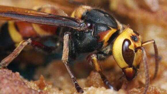 25 Most Dangerous Insects in America – #1 Causes More Deaths Than ...
