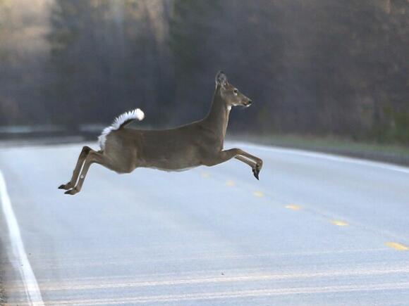 KY transportation officials issue 'Antler Alert' as deer-vehicle ...