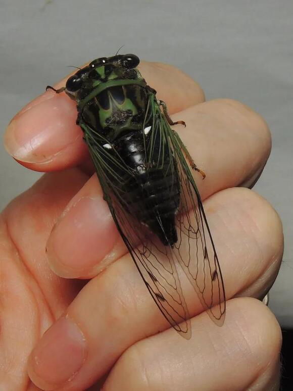 The 9 Cicada Species You’ll Find in Michigan (And When to Hear Them ...