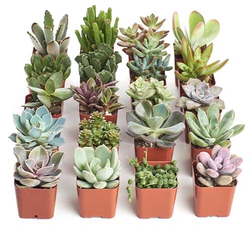 Kevin Bacon and Kyra Sedgwick’s Succulent Garden Is a Low-Maintenance ...