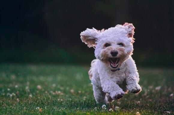 14 Signs Animals Experience Joy - NewsBreak