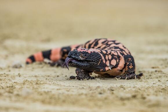 Meet The Gila Monster: The Only Venomous Lizard In The United States