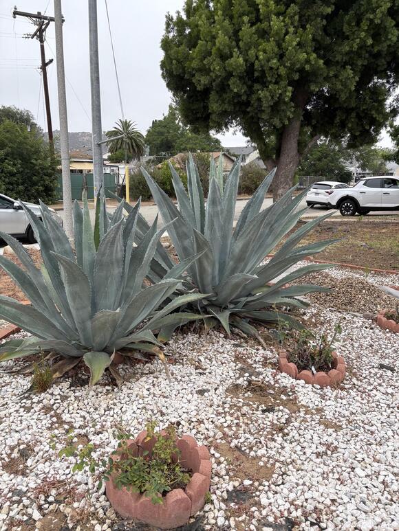 🎁 Freebies Up for Grabs in Poway — Rocks, Plants & More - NewsBreak