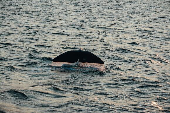 The Sounds of the Ocean You Can’t Hear: Infrasound Communication in ...
