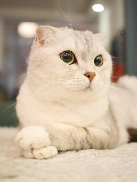 11 Cat Breeds That Are Perfect for Apartment Life - NewsBreak