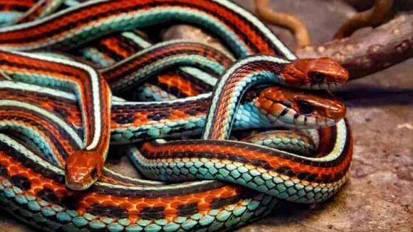 The Truth About Garter Snakes in Your Backyard - NewsBreak