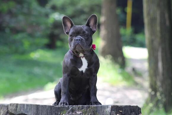 15 Best Names For Your French Bulldog - NewsBreak
