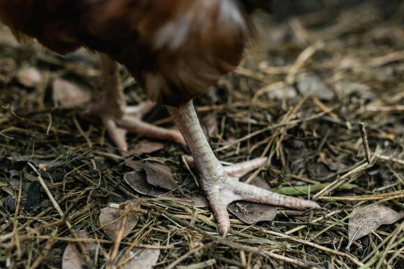 Texas Urban Legend: The Man With Chicken Legs in Amarillo - NewsBreak