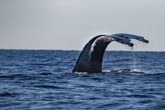 Watch: Kayaker Has A Stunning Encounter With A Whale And Its Calf ...