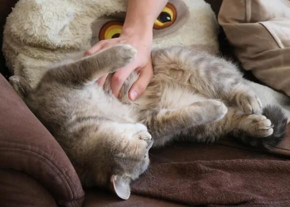 Why Your Cat ‘Bunny Kicks’: Decoding This Fiercely Adorable Feline Move ...